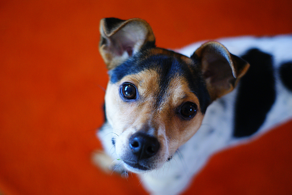 7 Ways to Make Your Pet Happy